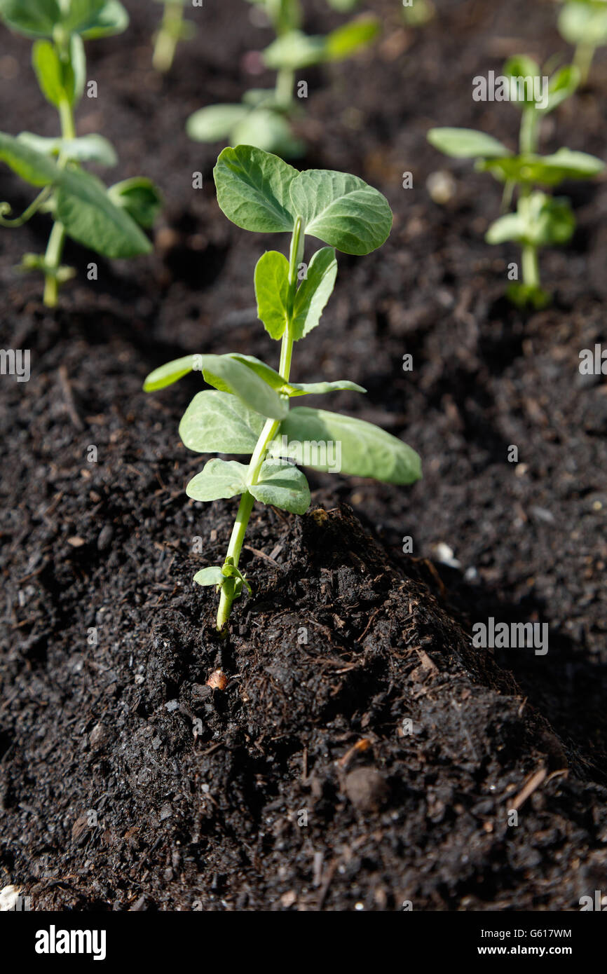 snow pea sprout with black dirt, farm concept Stock Photo - Alamy