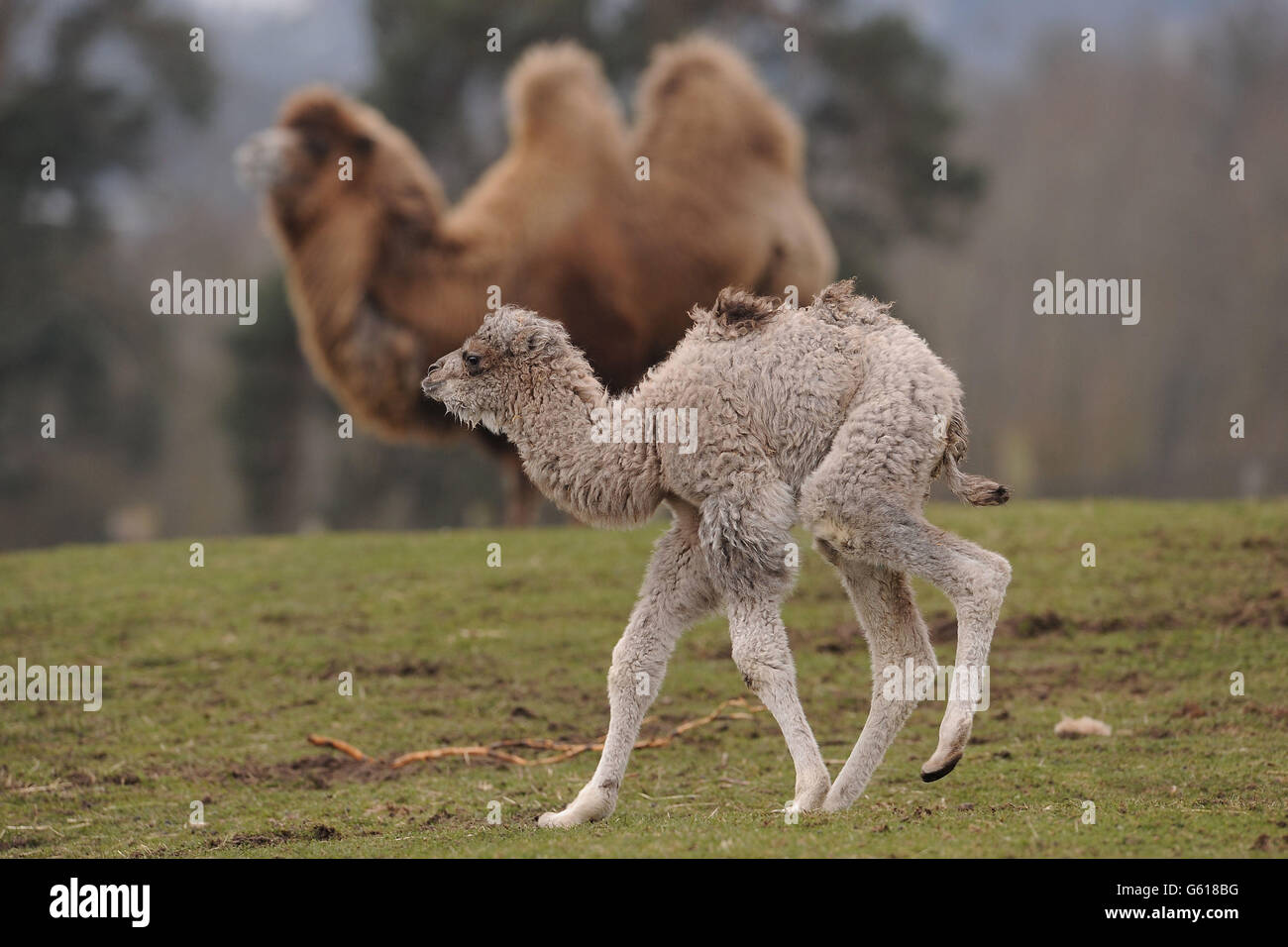 A three day old Bactrian camel explores its enclosure for the first ...