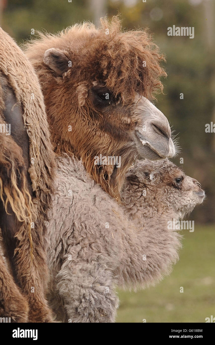 Baby camels hi-res stock photography and images - Alamy