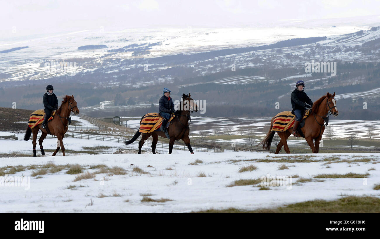 Horse Racing - Middleham Gallops Stock Photo - Alamy