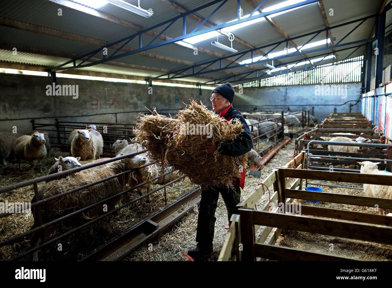 Lambs outside a barn hi-res stock photography and images - Alamy