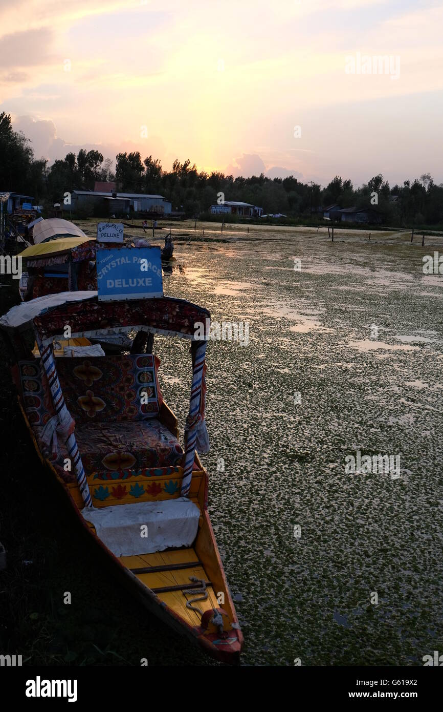 Shikara at Sunset, Lake Dal, Srinagar Stock Photo - Alamy