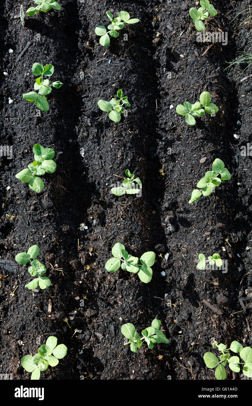 Sprout farm hi-res stock photography and images - Alamy