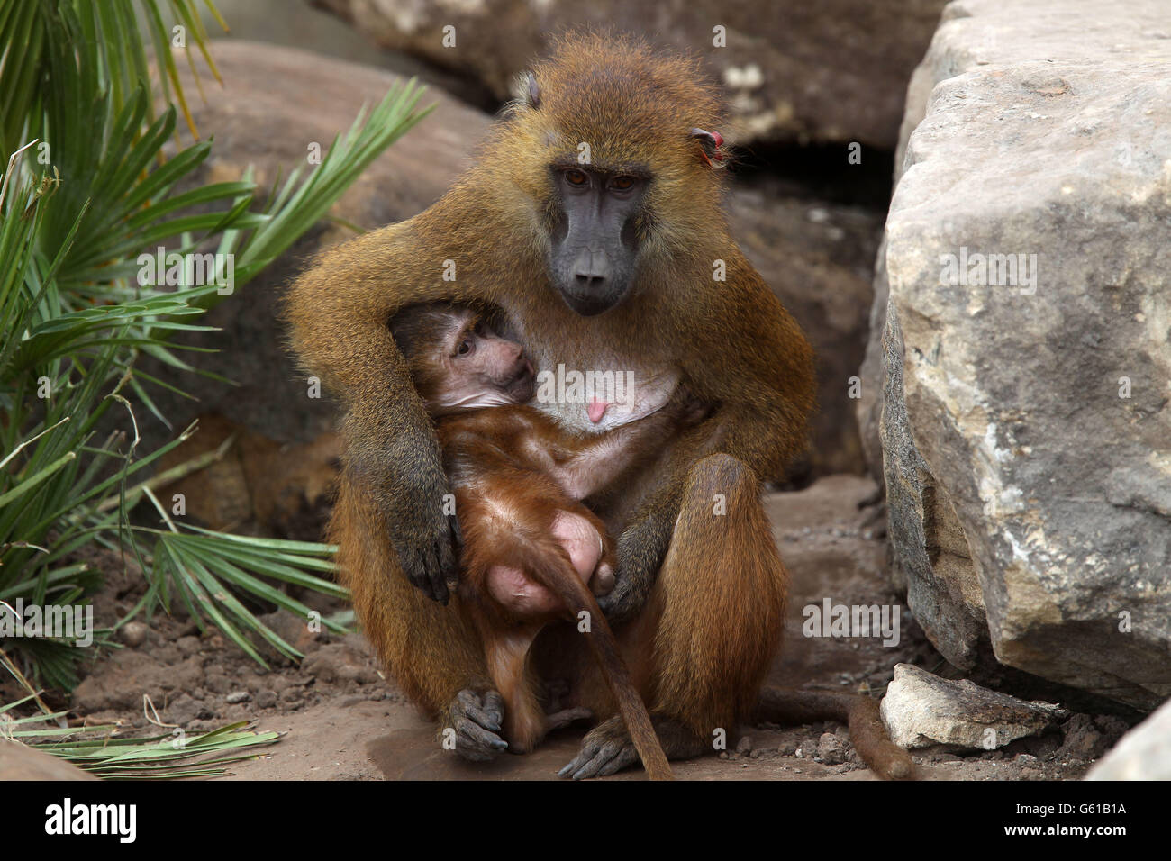 Guinea baboons yorkshire wildlife park hi-res stock photography and ...