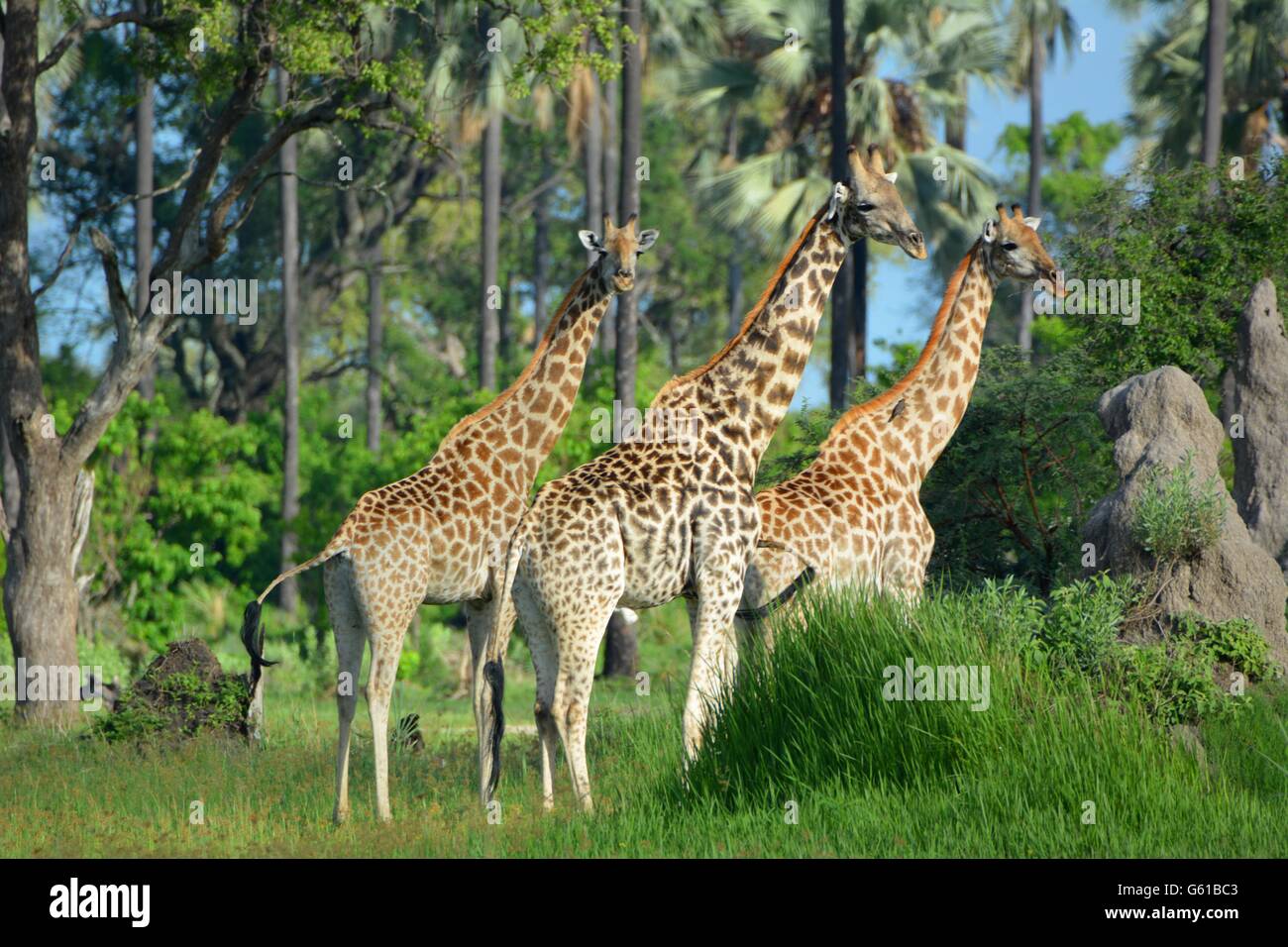 Giraffe foot hi-res stock photography and images - Alamy