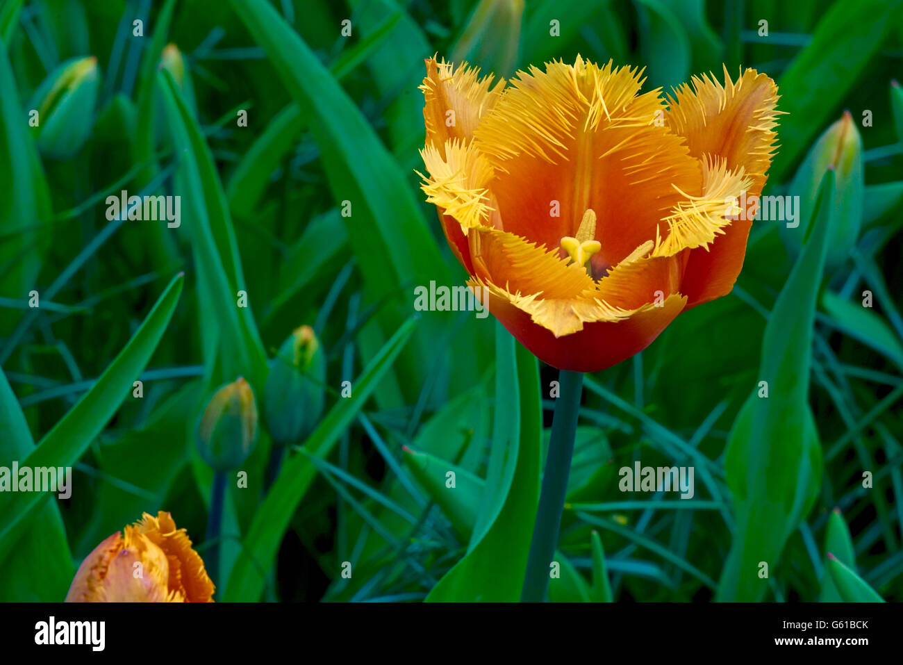 Orange tulip field hi-res stock photography and images - Alamy