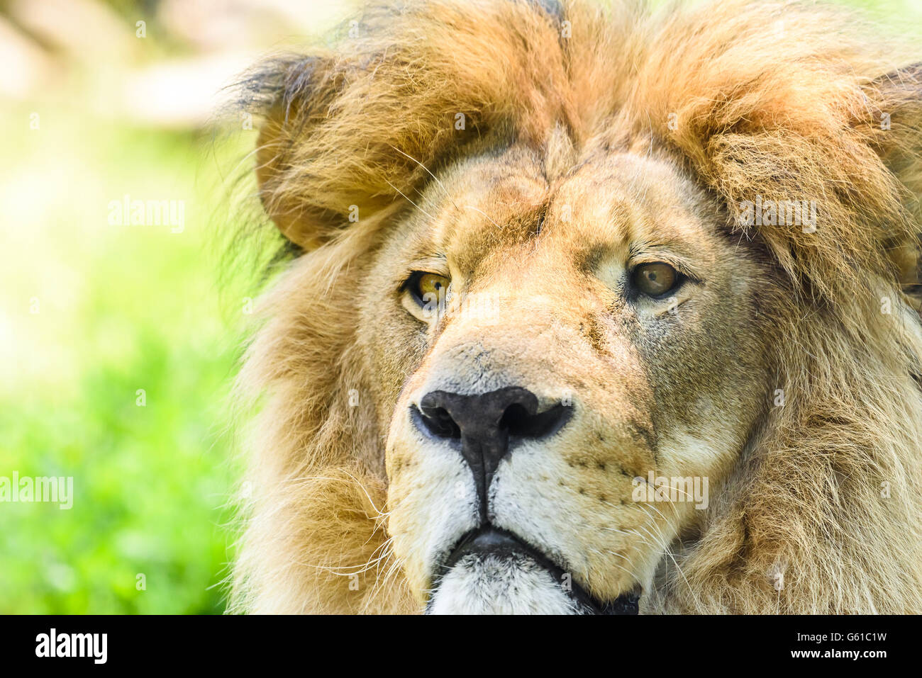 Wild Lion King Feline In Safari Portrait Stock Photo - Alamy