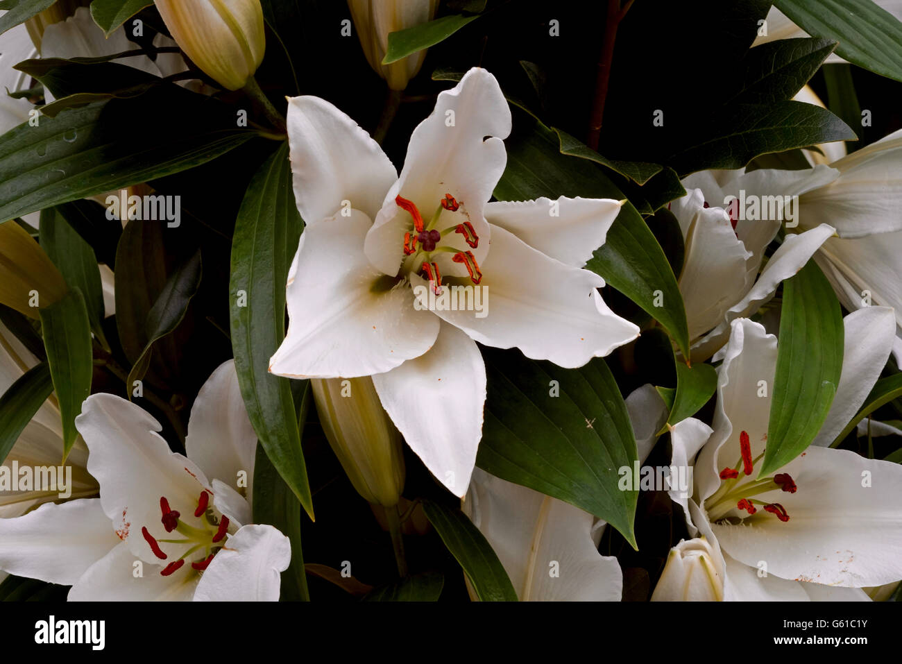 closeup of a white lily Stock Photo - Alamy