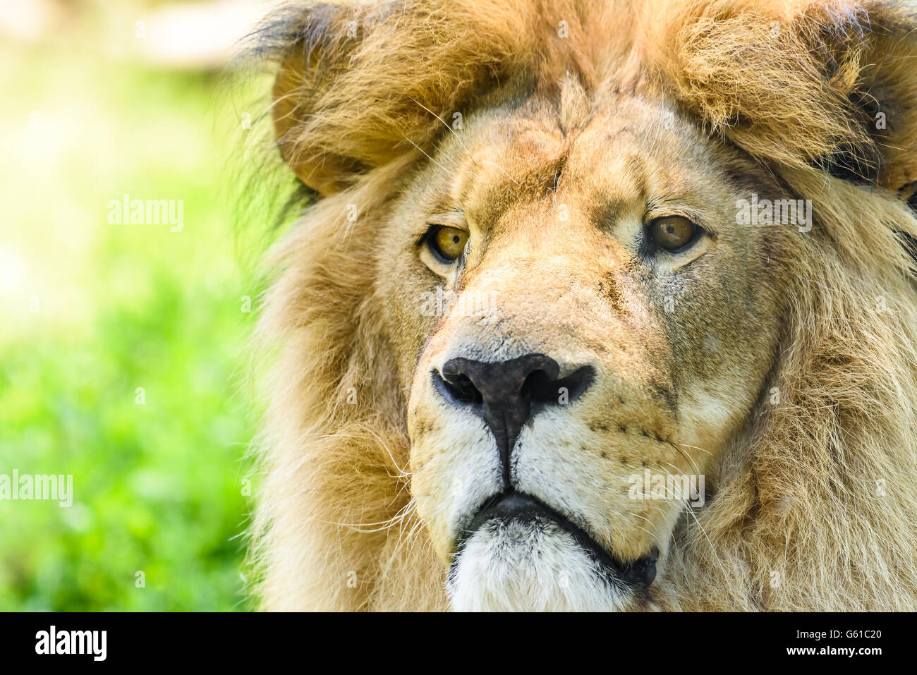 Wild Lion King Feline In Safari Portrait Stock Photo - Alamy