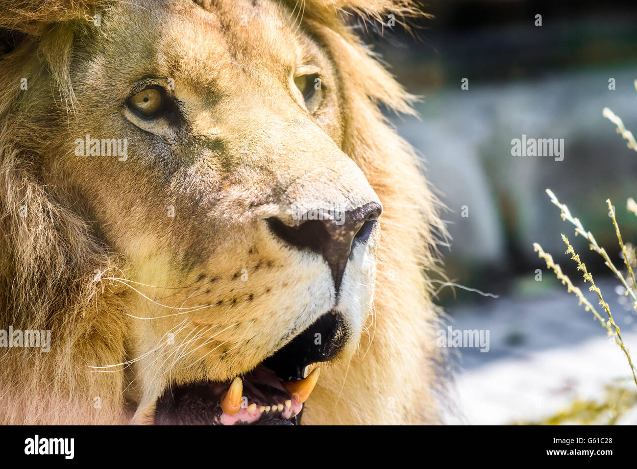 Wild Lion King Feline In Safari Portrait Stock Photo - Alamy
