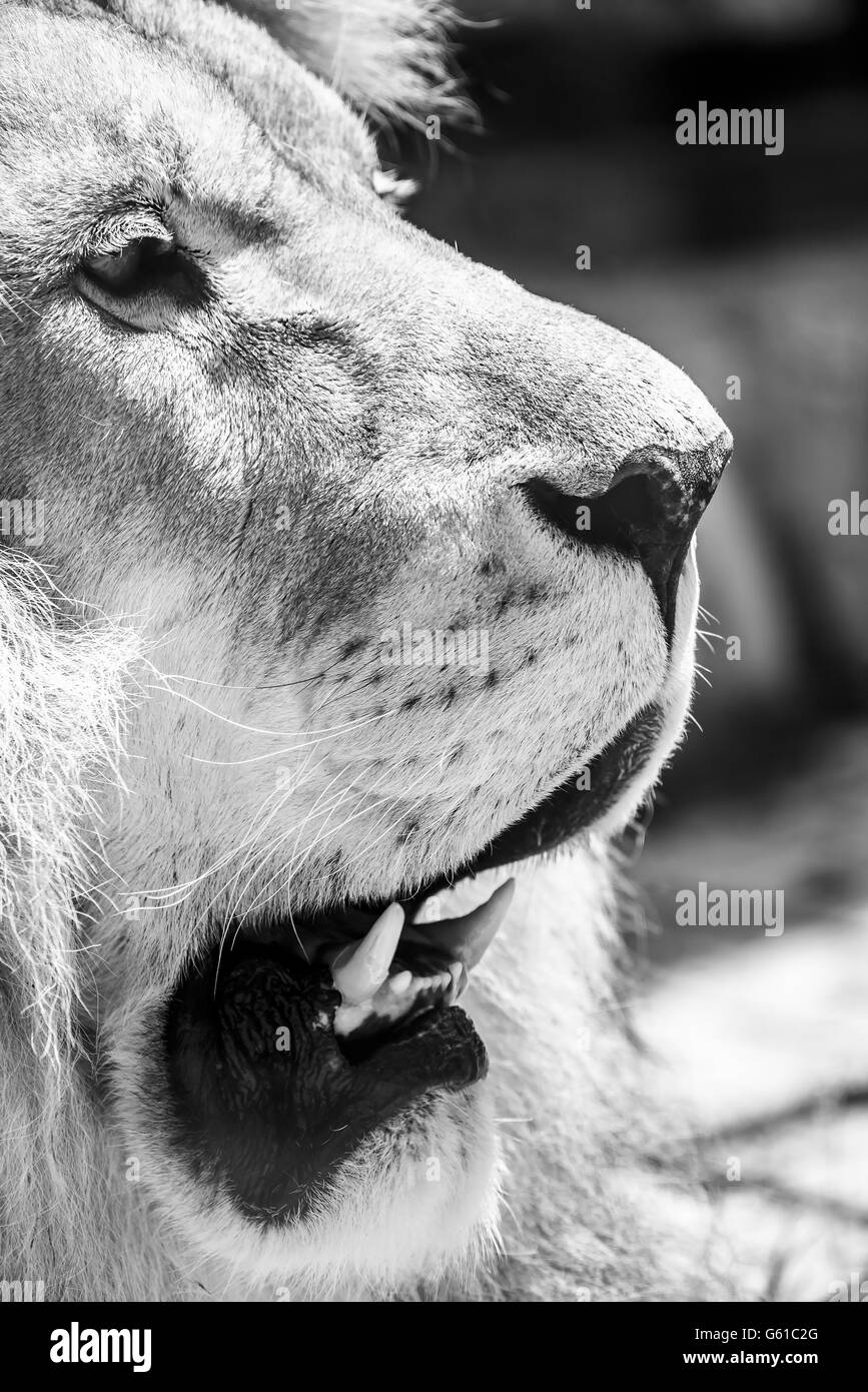 Wild Lion King Feline In Safari Portrait Stock Photo - Alamy