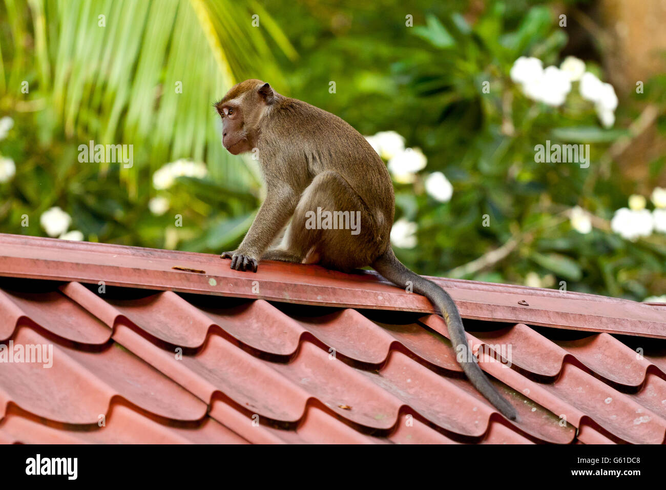 Monkey home hi-res stock photography and images - Alamy