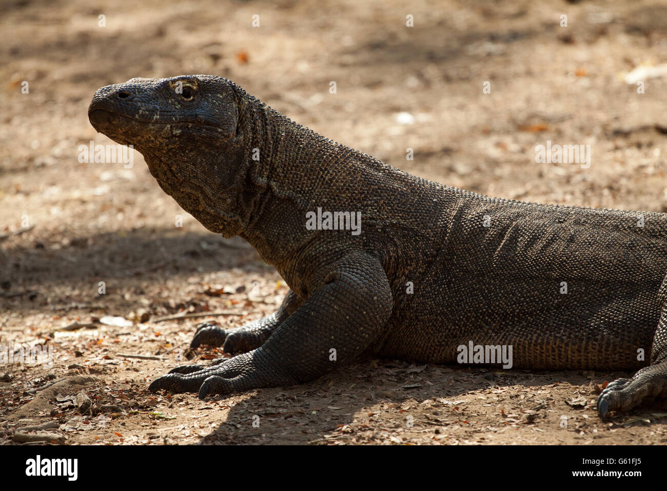 Komodo dragon biggest lizard at National Park. Indonesia Stock Photo ...