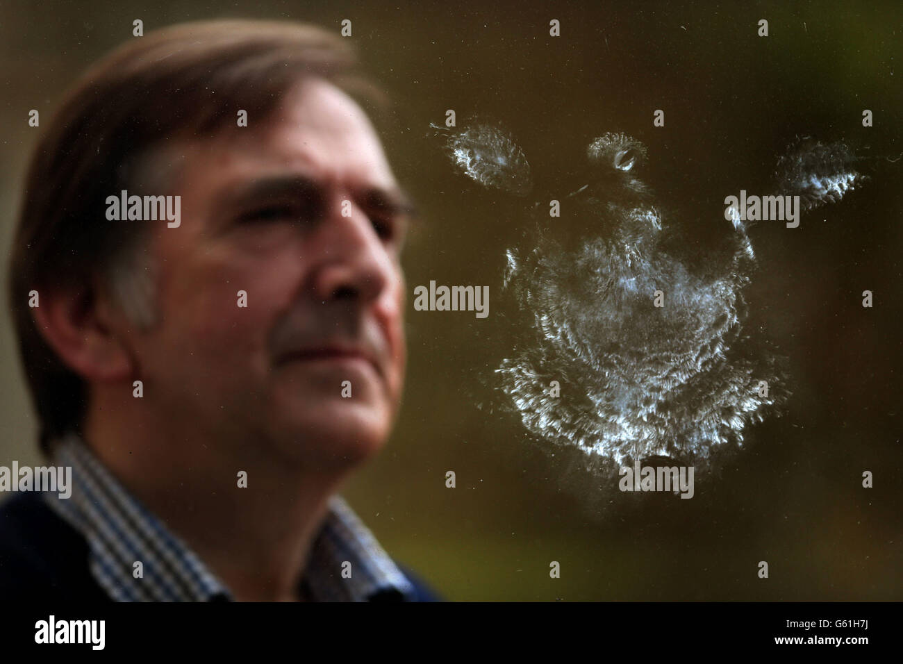 Pigeon crashes into window Stock Photo - Alamy