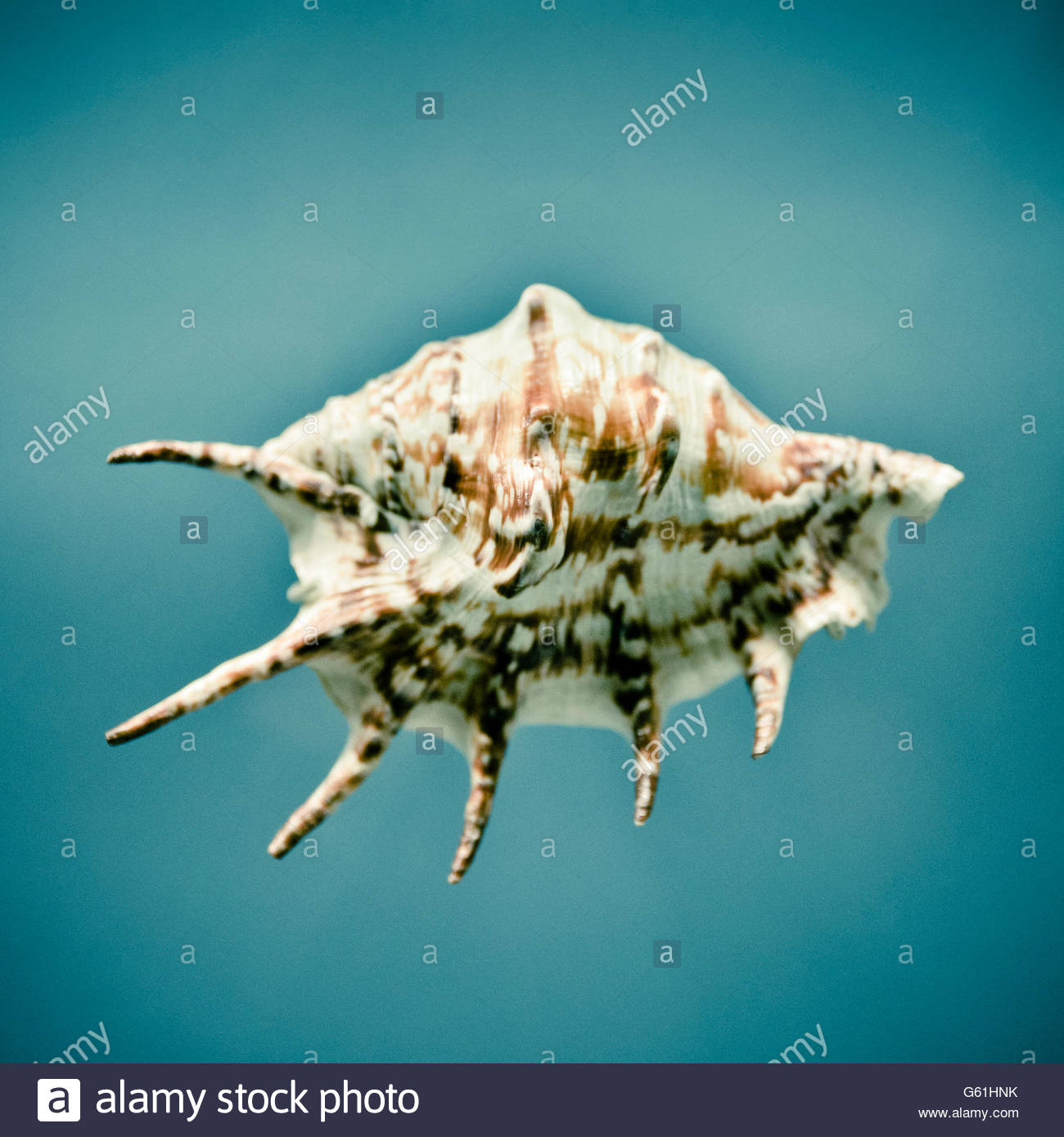 Spiky Sea Shell Stock Photos & Spiky Sea Shell Stock Images - Alamy