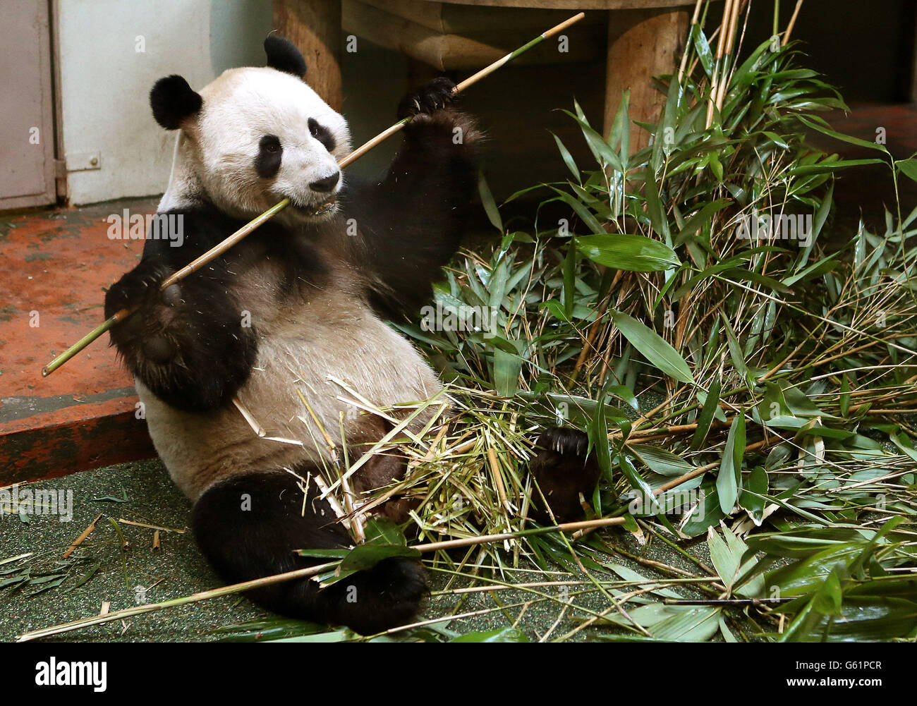 Male panda Yang Guang eats bamboo in his enclosure as he bulks up ahead ...