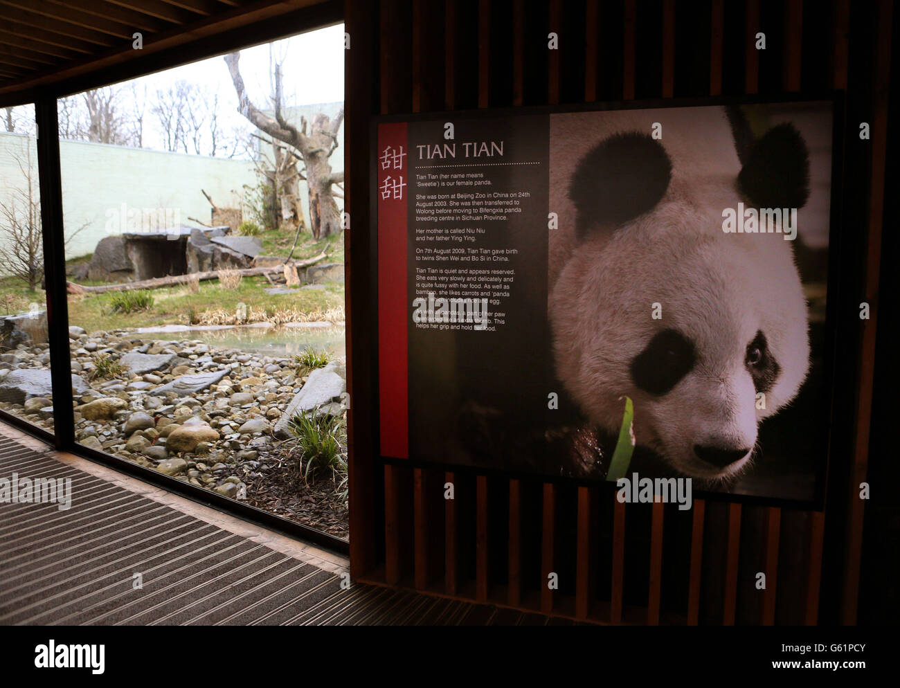 Pandas at Edinburgh Zoo Stock Photo - Alamy