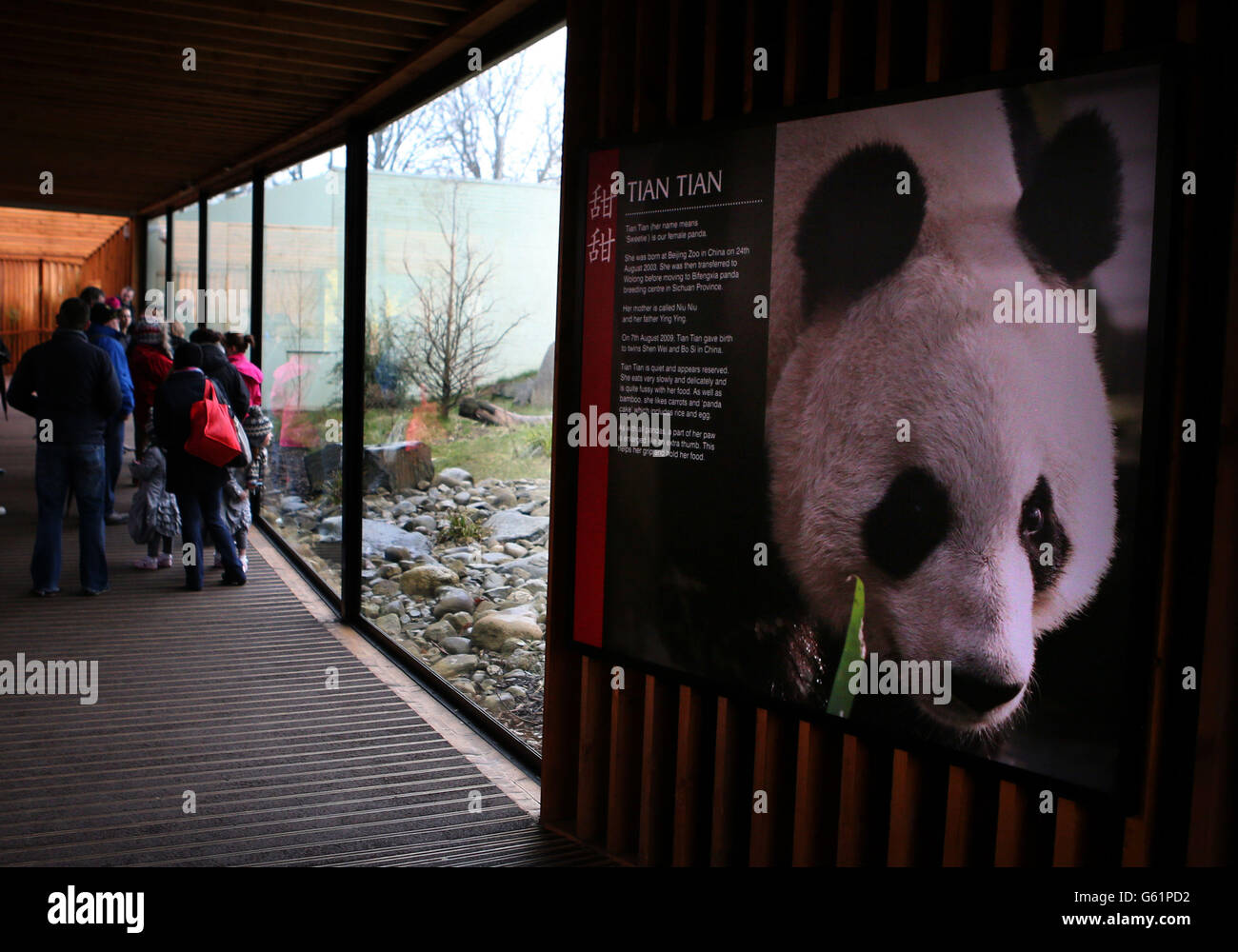 Pandas at Edinburgh Zoo Stock Photo - Alamy