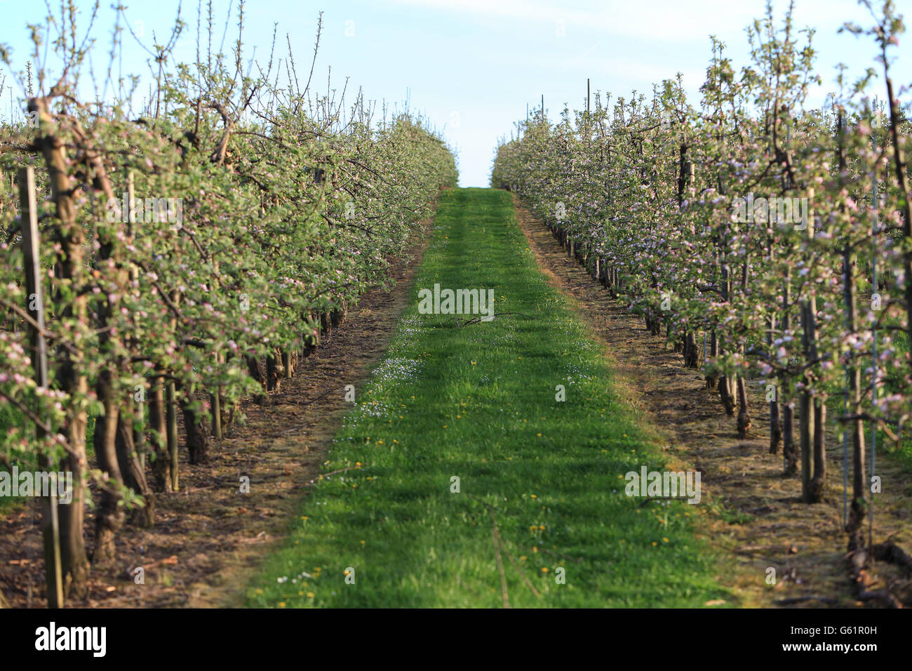 Row of apple trees in an apple orchard Stock Photo - Alamy