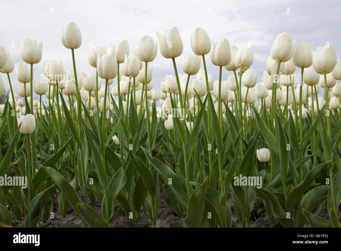Front view of white tulips Stock Photo - Alamy