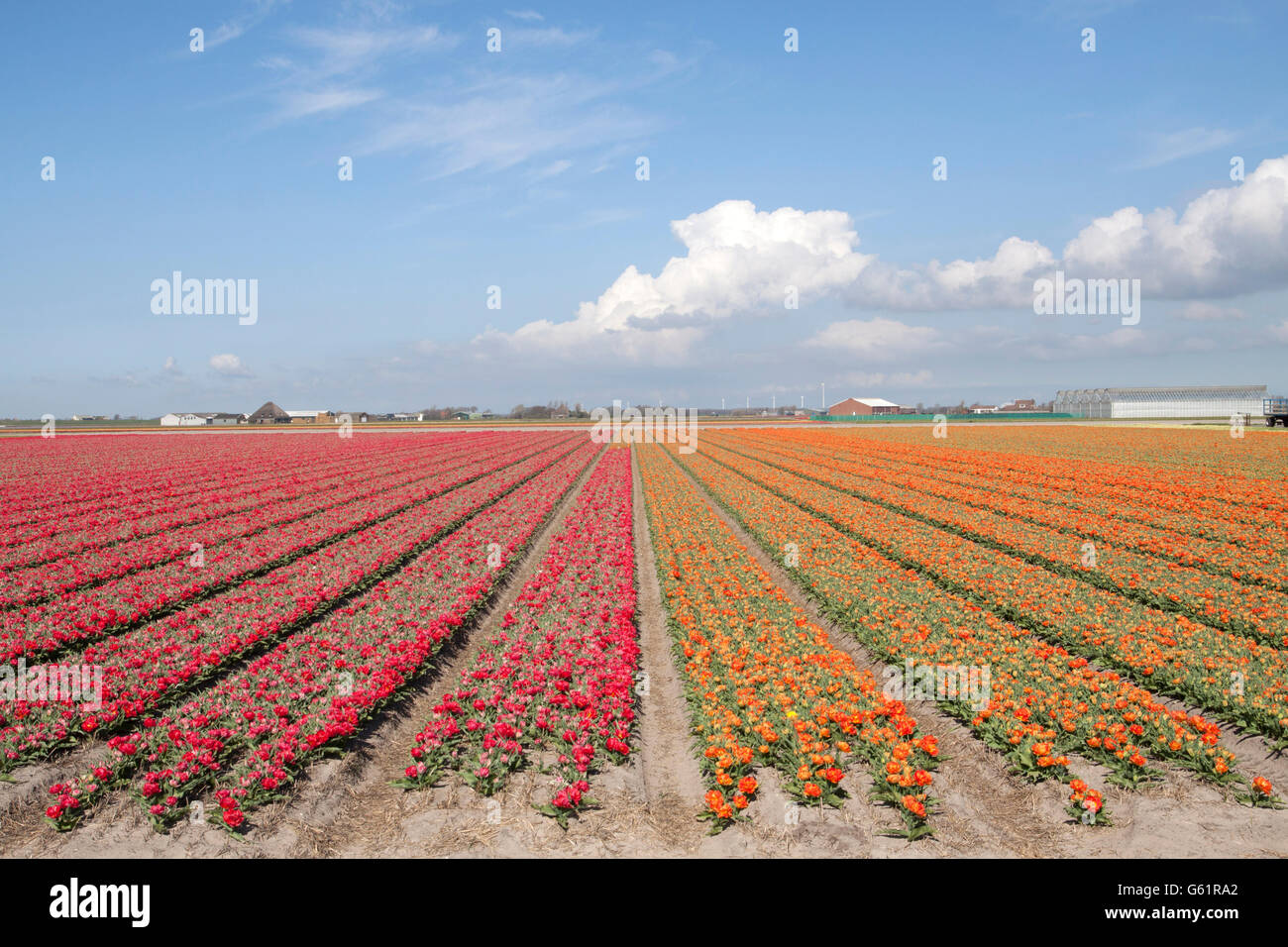 Red and oronge tulips on a sunny dutch day Stock Photo - Alamy