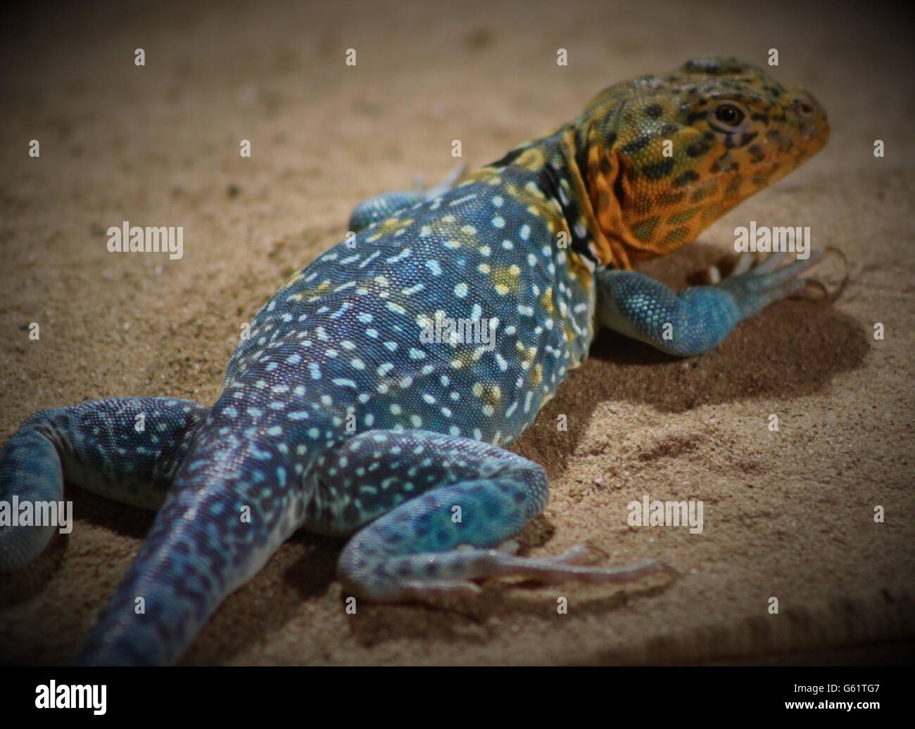 Collared lizard hi-res stock photography and images - Alamy