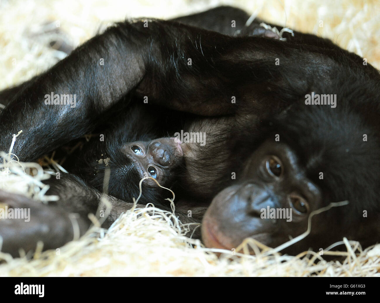 Endangered baby bonobo is born Stock Photo - Alamy