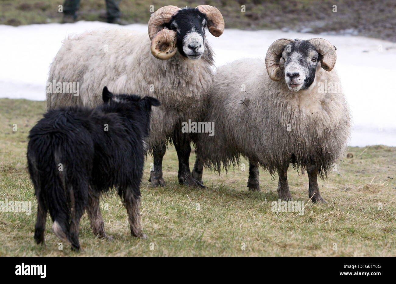 Black sheep and co hi-res stock photography and images - Alamy