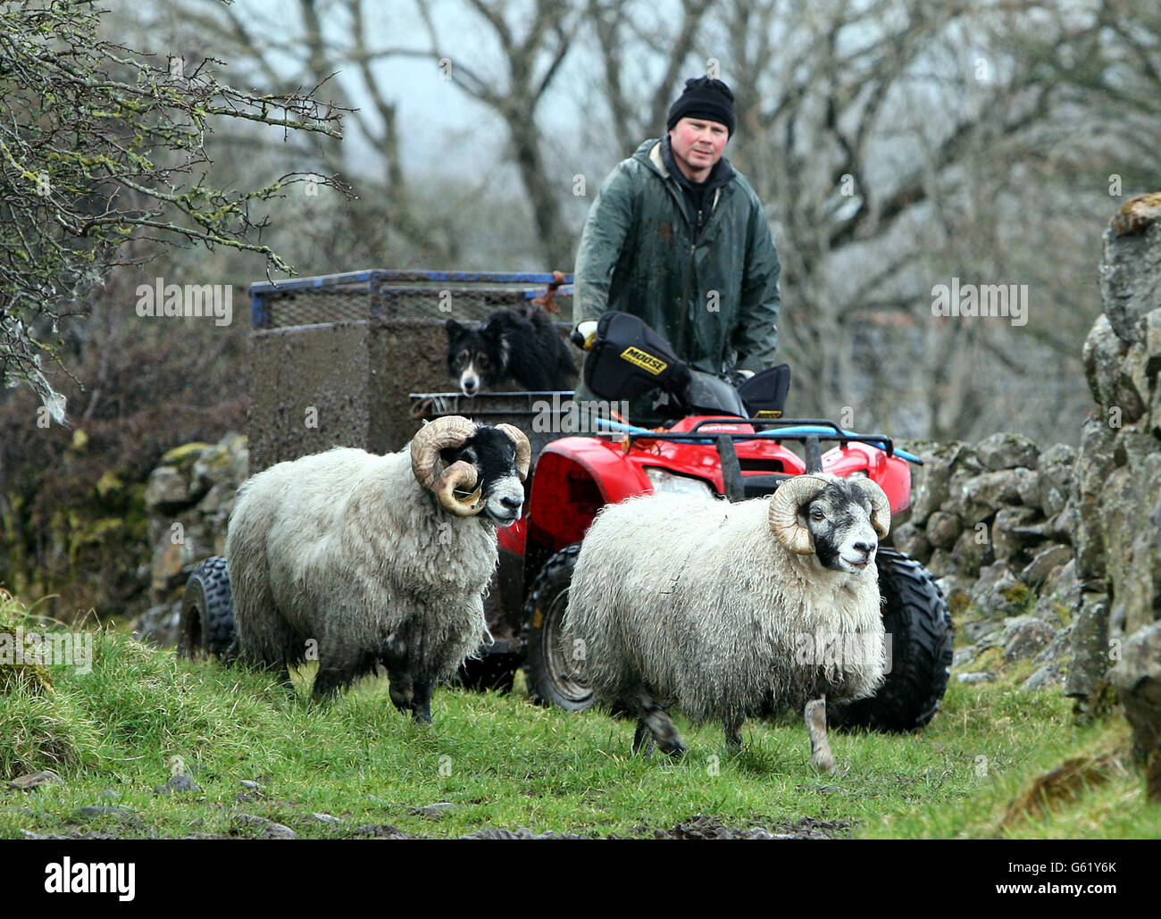 Sheep in co antrim hi-res stock photography and images - Alamy