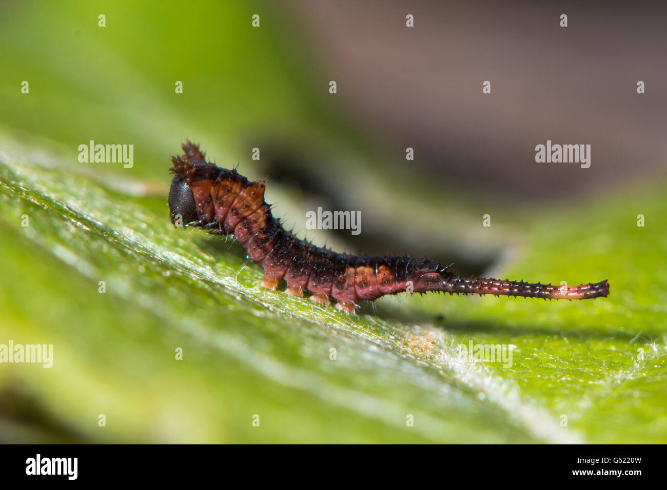Sallow kitten moth (Furcula furcula) early instar caterpillar. Young ...