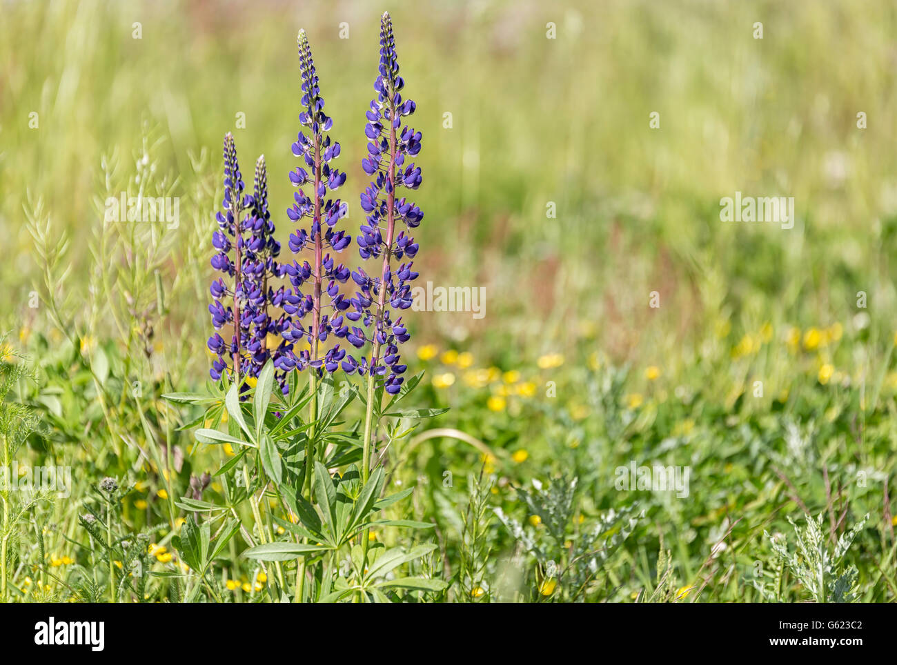 Purple Lupin Flowers with green grass around them Stock Photo - Alamy