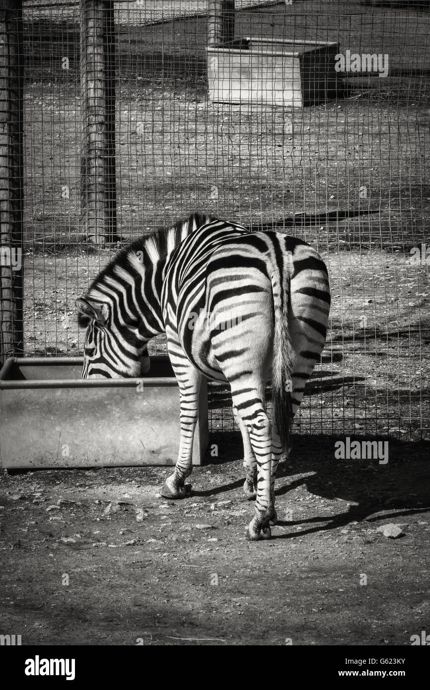 A Zebra at Newquay zoo feeding from a trough Stock Photo - Alamy