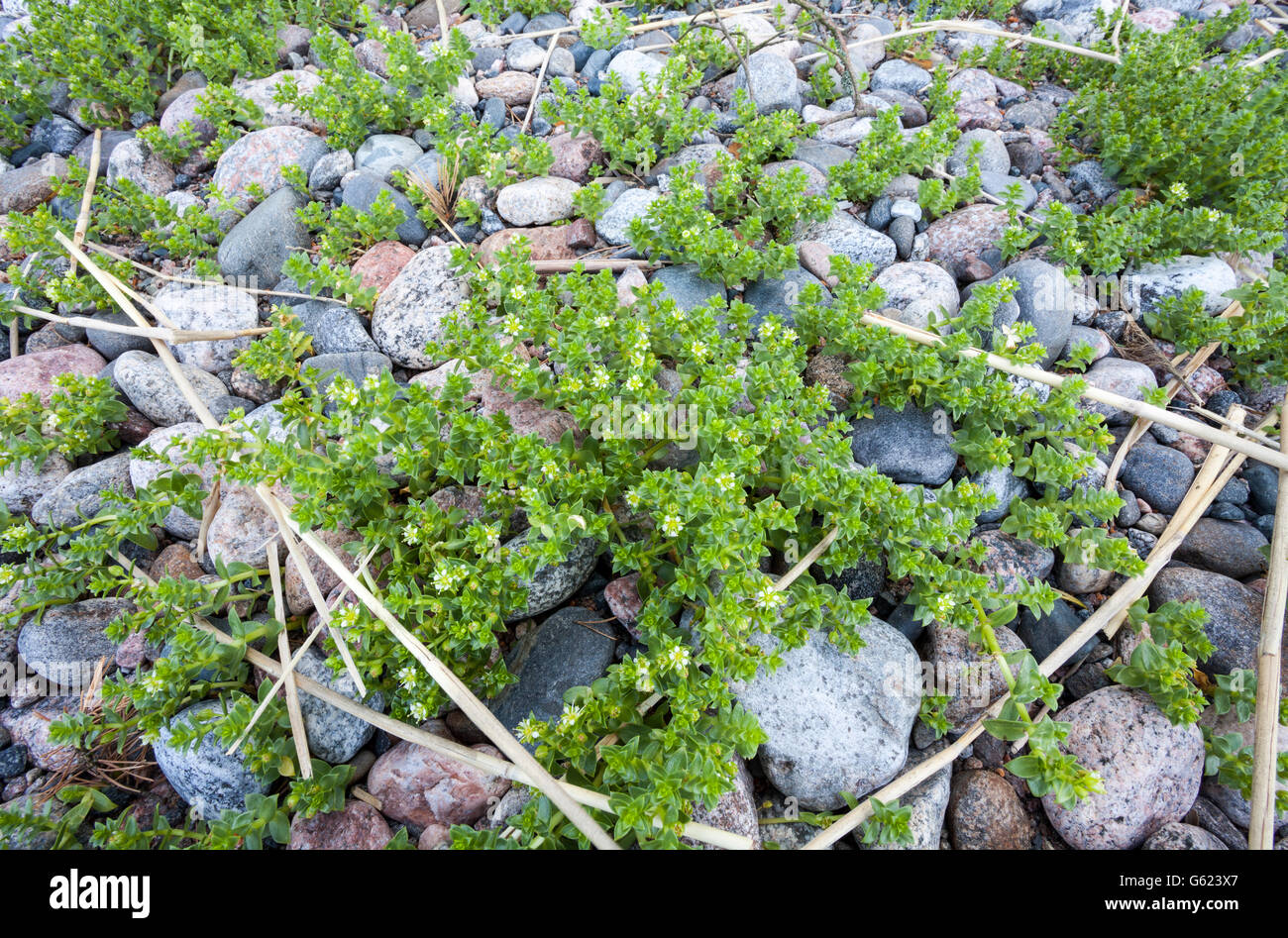 Seaside sandplant hi-res stock photography and images - Alamy