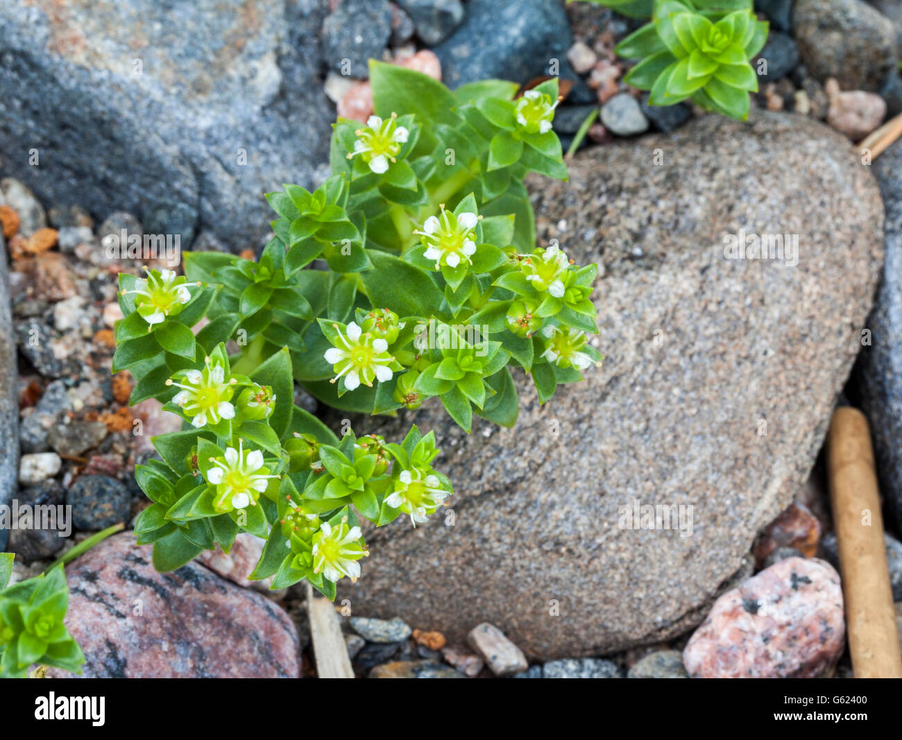 Sea sandwort (Honckenya peploides Stock Photo - Alamy