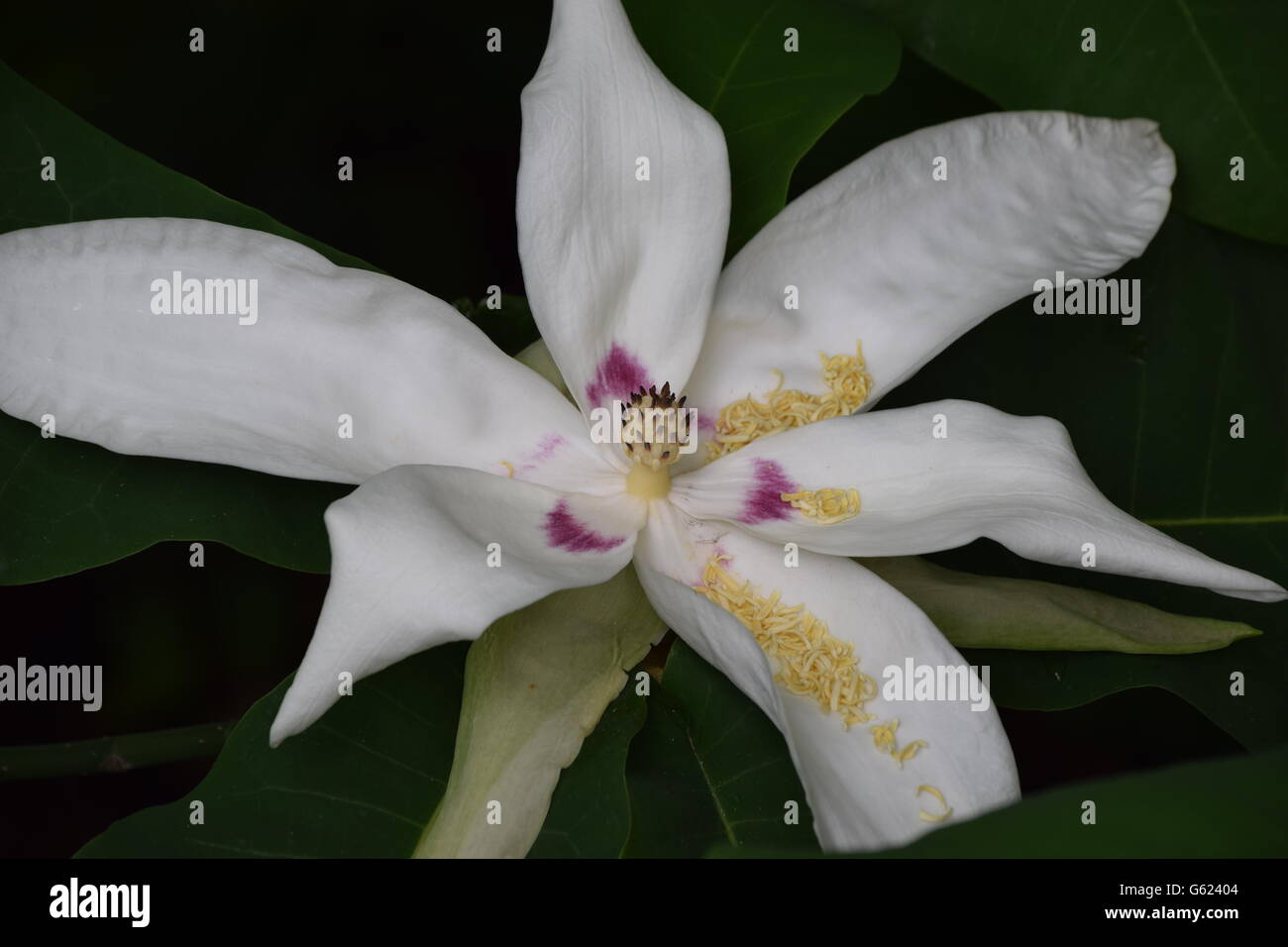 Magnolia Grandiflora Magnolia Stock Photos & Magnolia Grandiflora ...