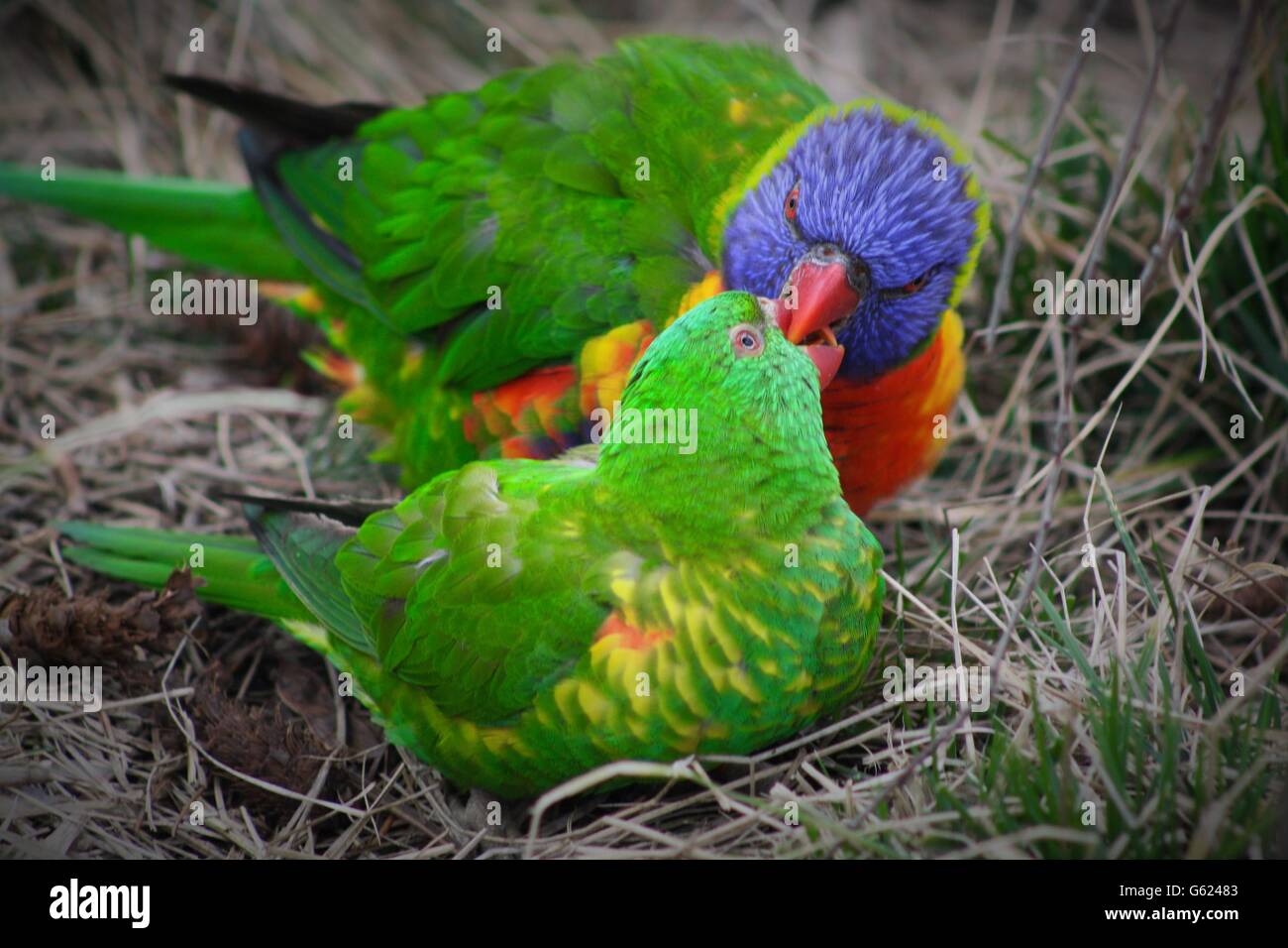 Rainbow Lorikeets Nesting Stock Photo - Alamy