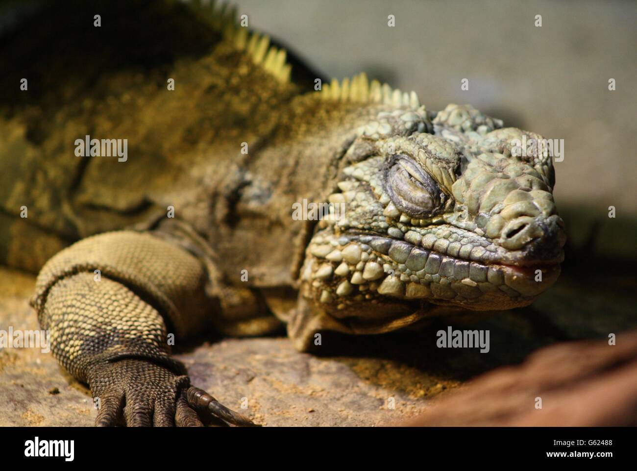 Amphibian sleeping hi-res stock photography and images - Alamy