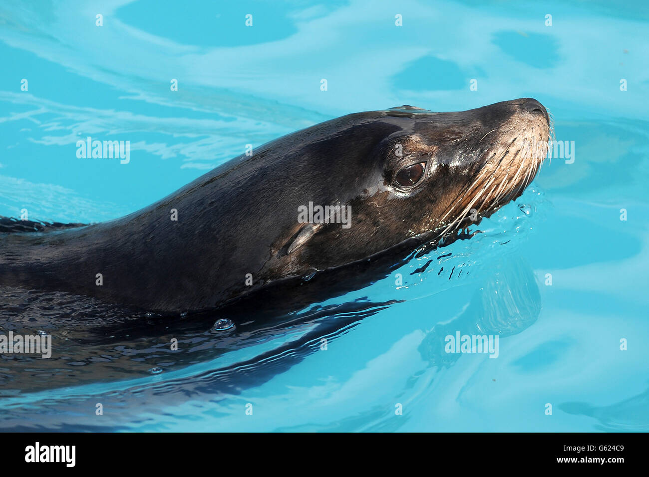 West Midlands Safari Park. Callum, a California sea lion at West ...