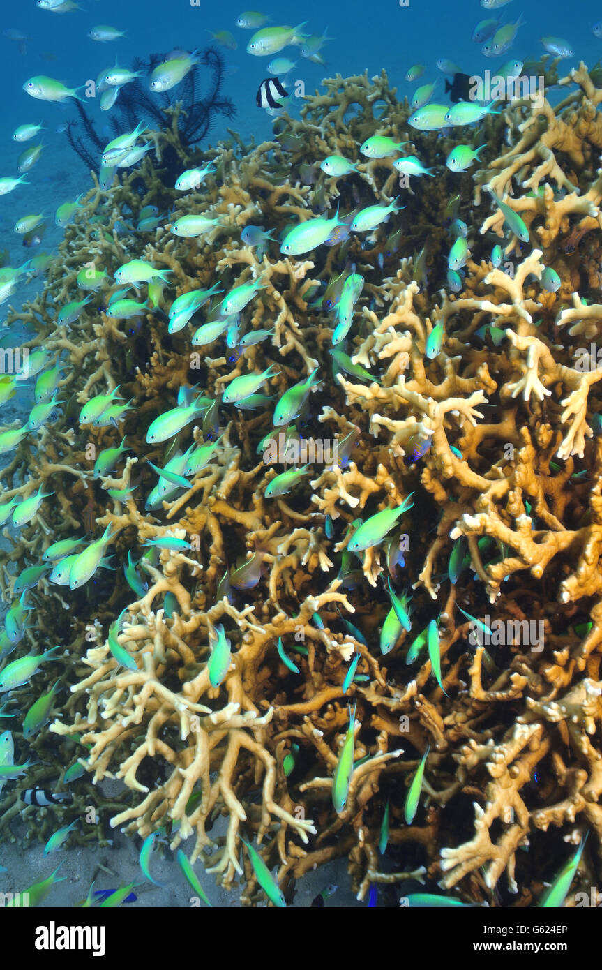 Coral fish around hard coral block Stock Photo - Alamy