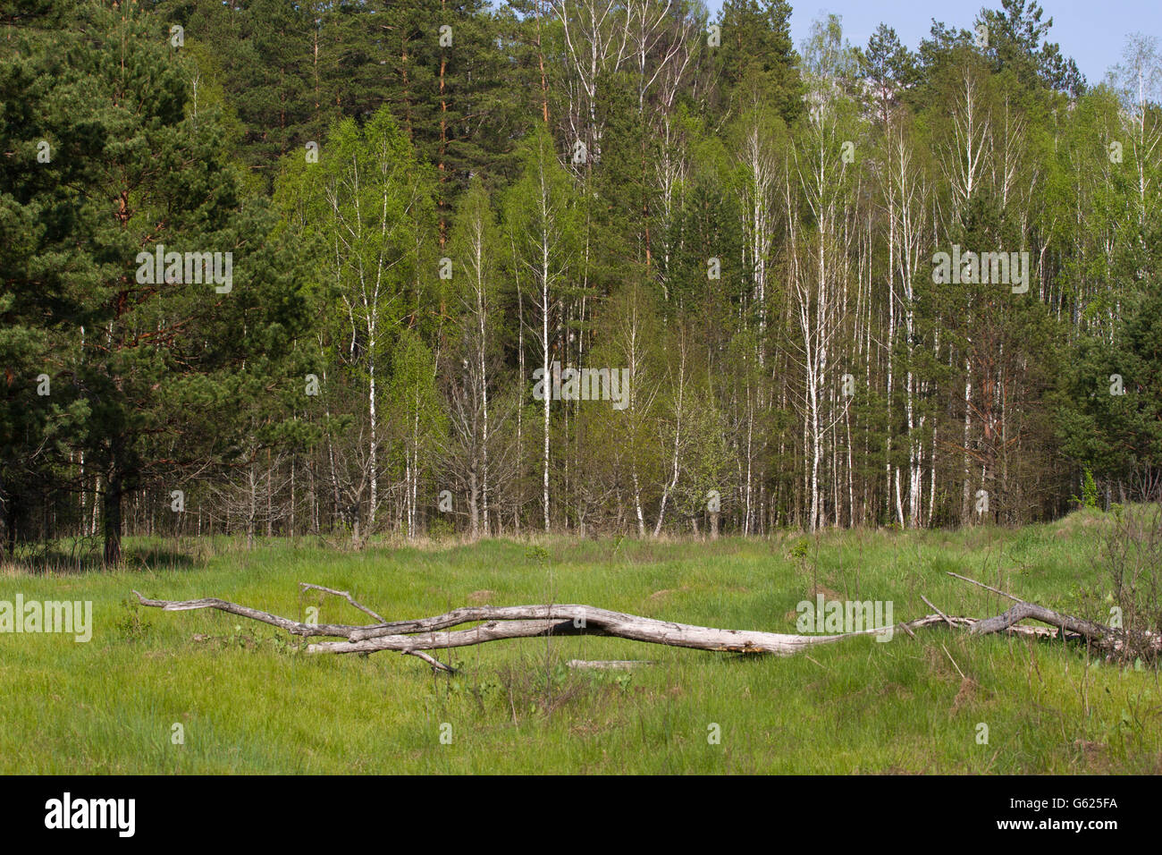 Birch grove on border with Belarus and Russia. Located in Ukraine, Sumy ...