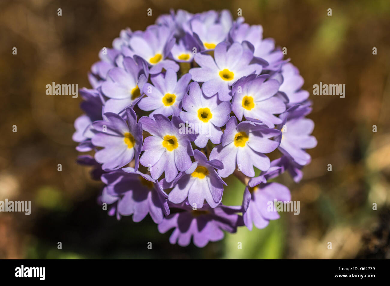 Purple Flower Ball Stock Photo - Alamy