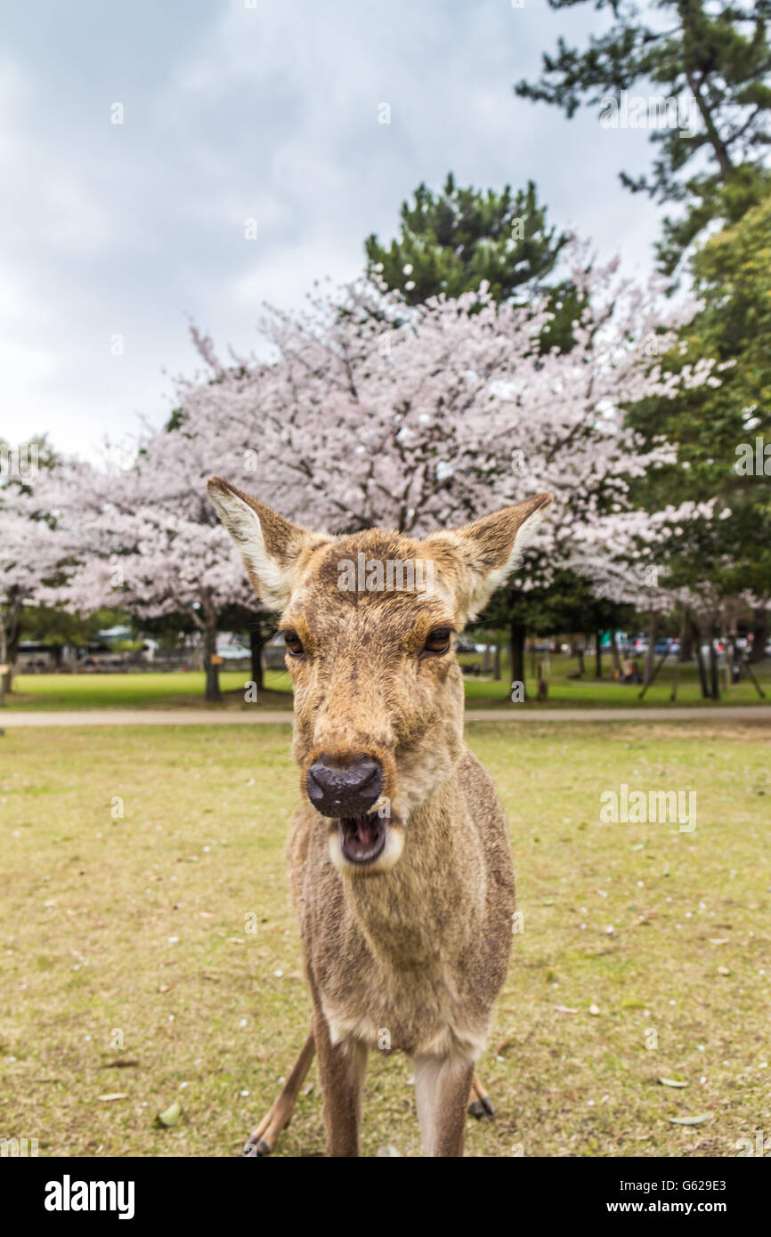 Tame an animal hi-res stock photography and images - Alamy