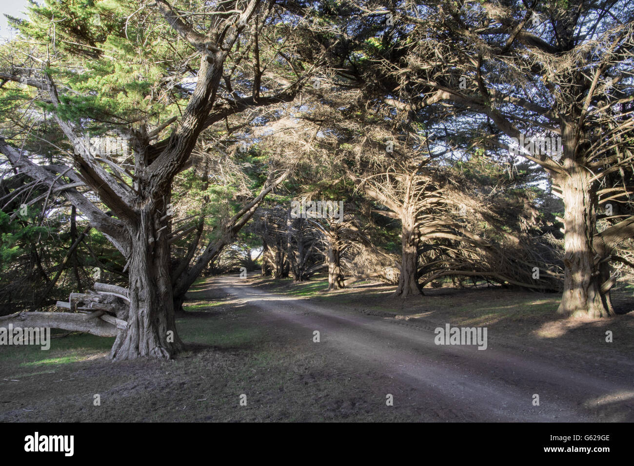 Avenue Drive to Farm Property at Uralla NSW Australia Stock Photo - Alamy