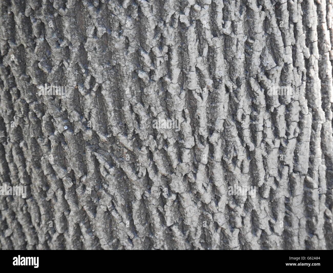 The texture of a tree trunk can be seen in this background Stock Photo ...