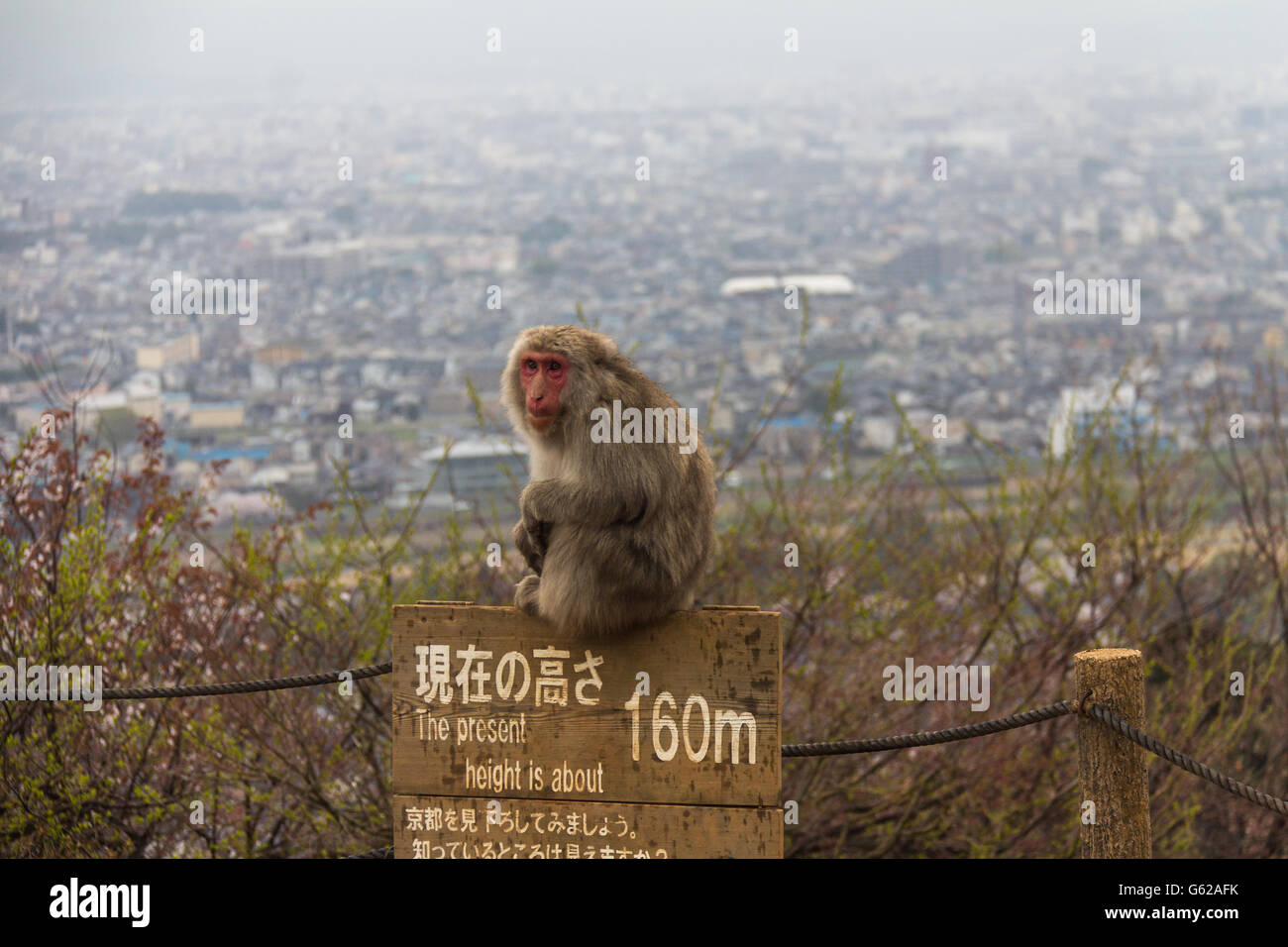 Arashiyama monkey in Kyoto Japan Stock Photo - Alamy