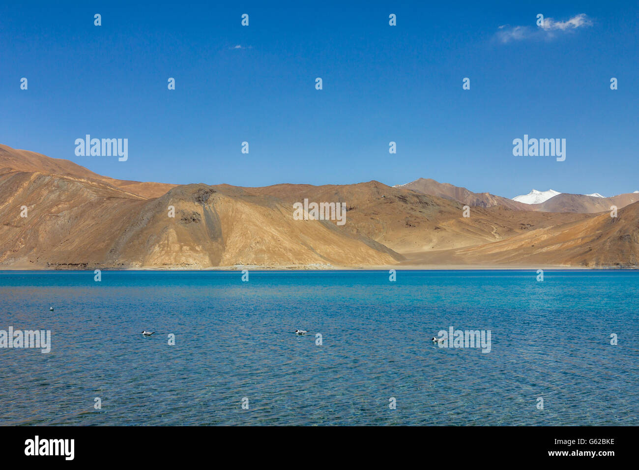 Pangong tso lake hi-res stock photography and images - Alamy