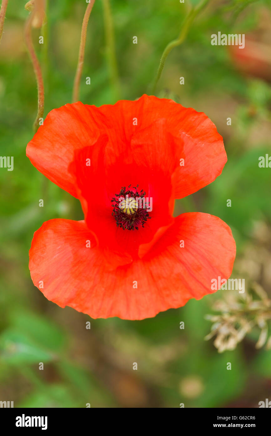 Legion emblem hi-res stock photography and images - Alamy