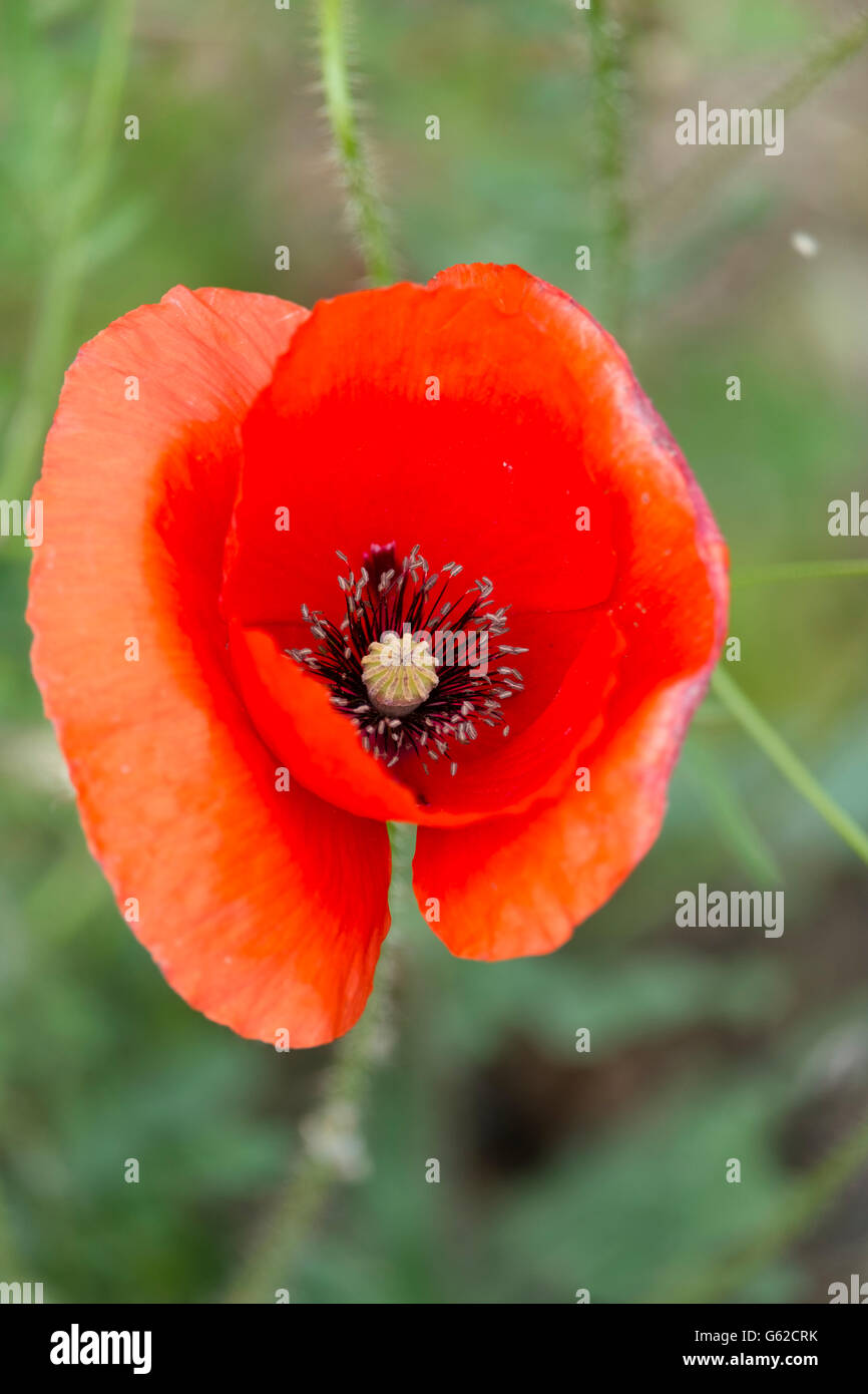 Flower, Poppy - red poppy, growing in a field in Europe (scientific ...