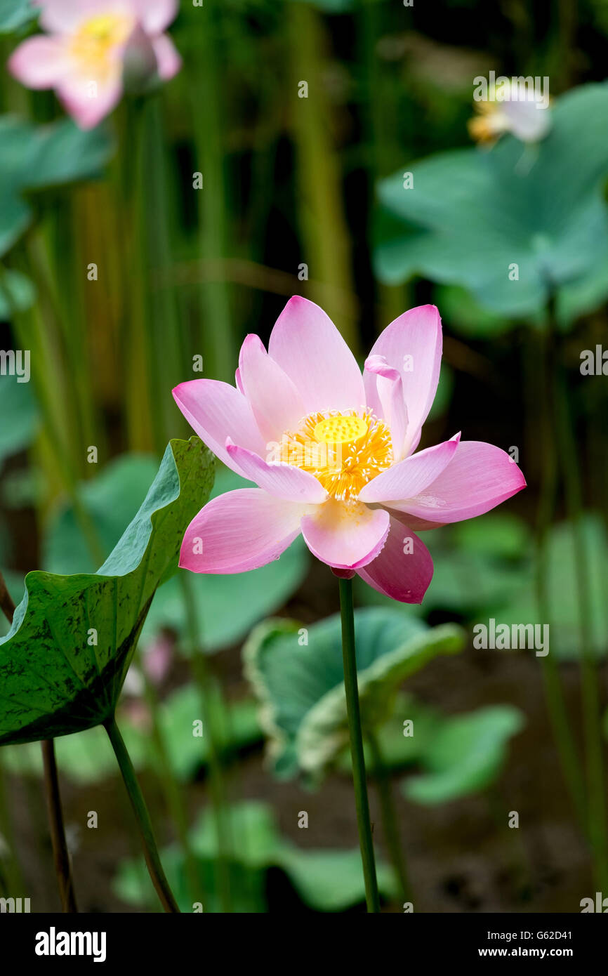 The holy flower hi-res stock photography and images - Alamy