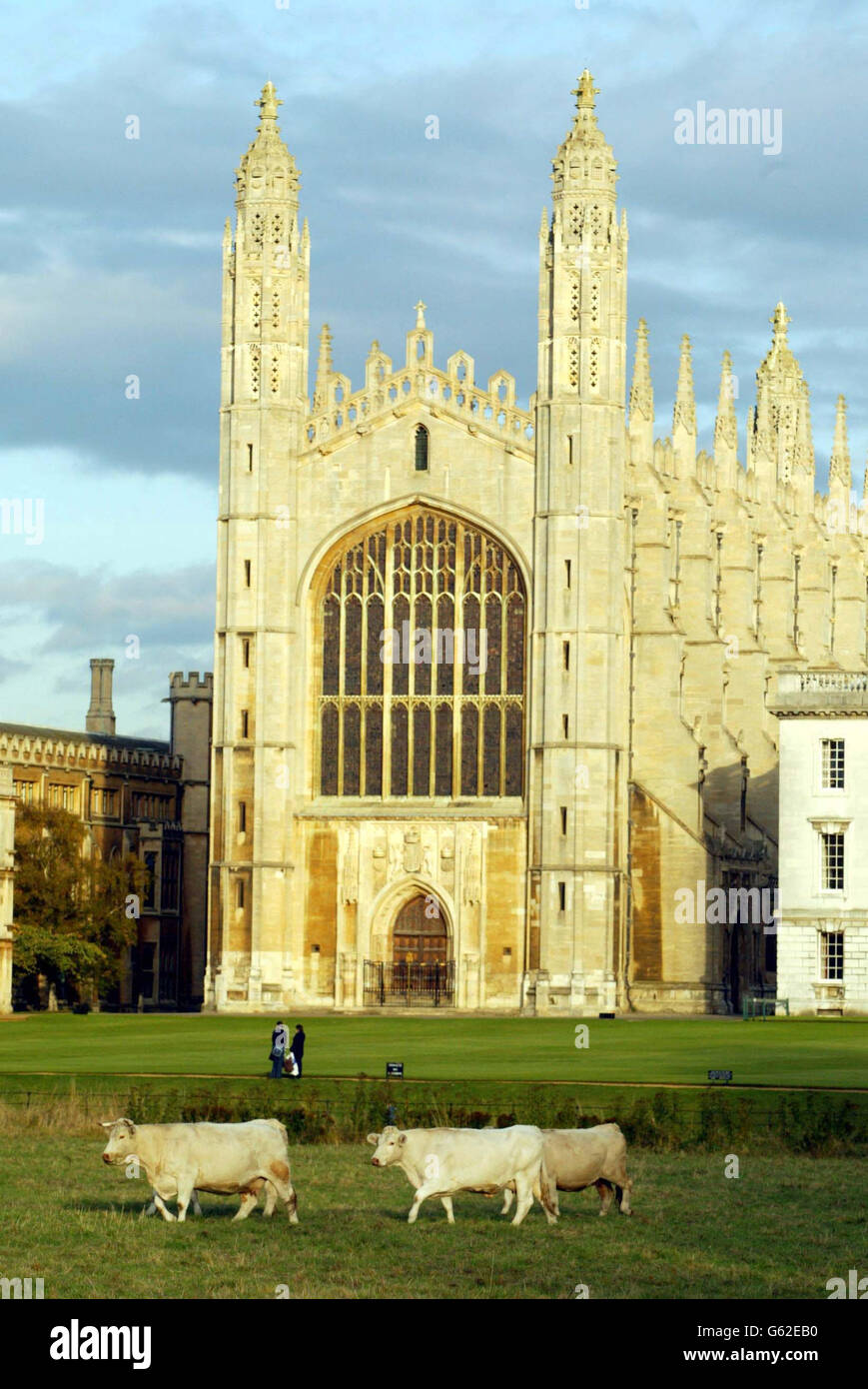 Cattle return to the rich pastures of King's College, Cambridge for the ...